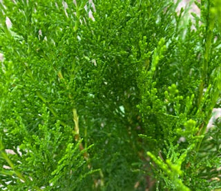 Golden Staph External Ointment - Inner Peace Holistic Herbal Therapy