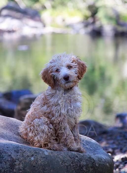 Herbal Conditioning Mix for dogs - Inner Peace Holistic Herbal Therapy